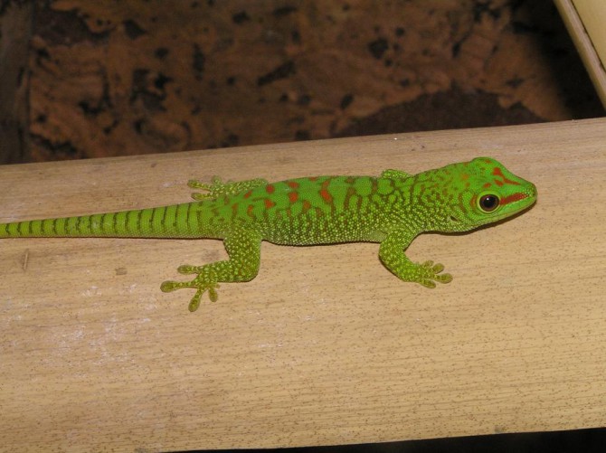 Gekoni :: Tera-archa