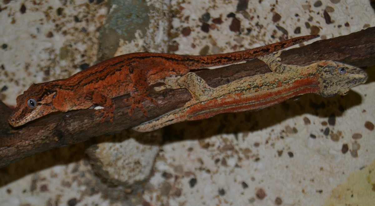 Gekoni :: Tera-archa